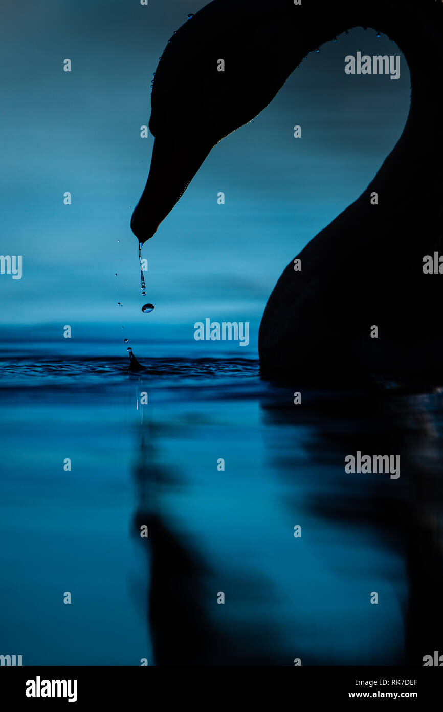 Droplet of water falling from the beak of a local Mute Swan in Farm ...