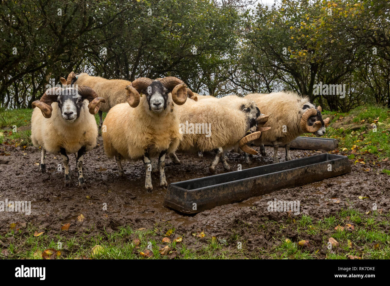 Scottish blackface ram hi-res stock photography and images - Alamy