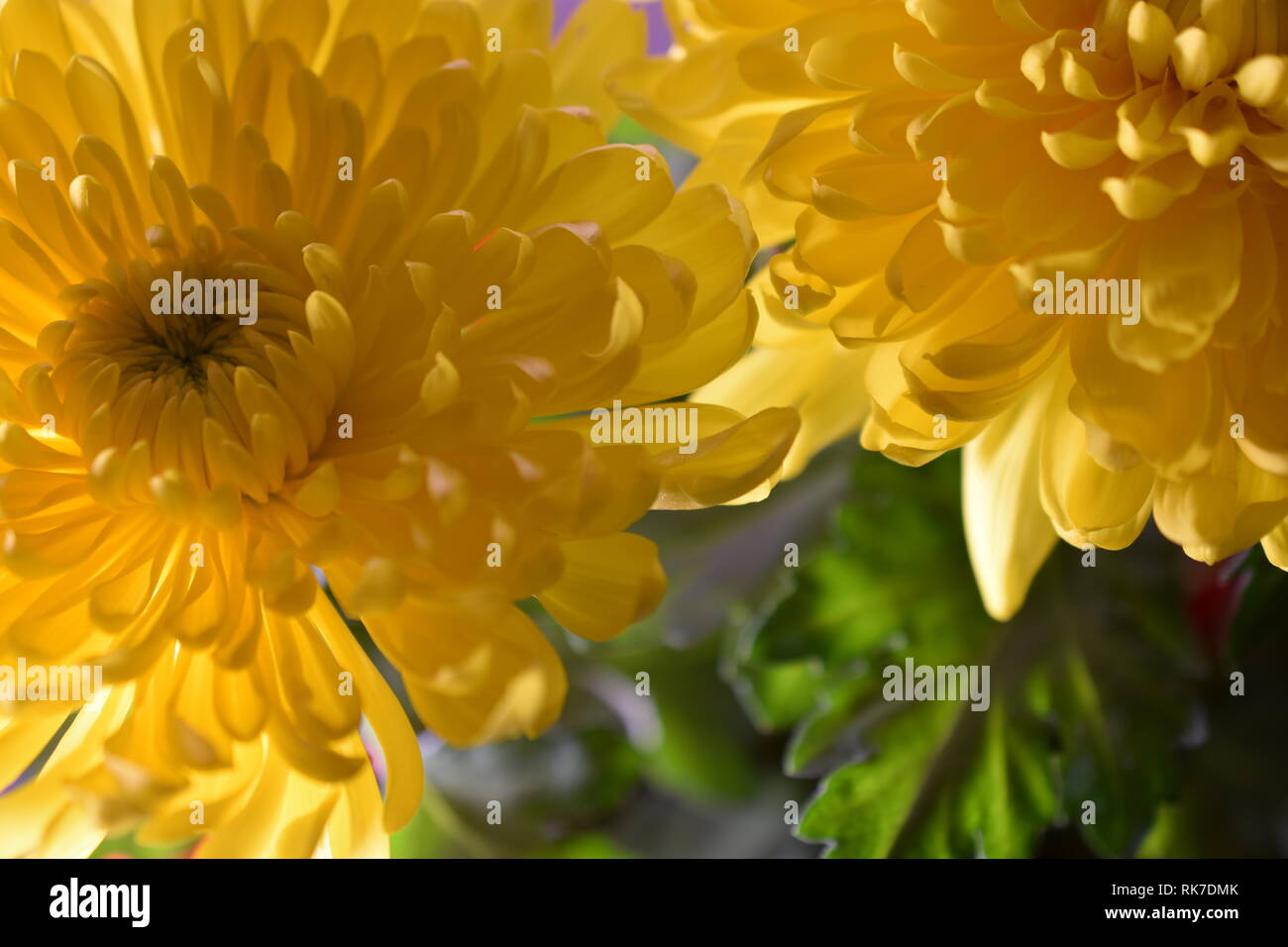 November birth flower hi-res stock photography and images - Alamy