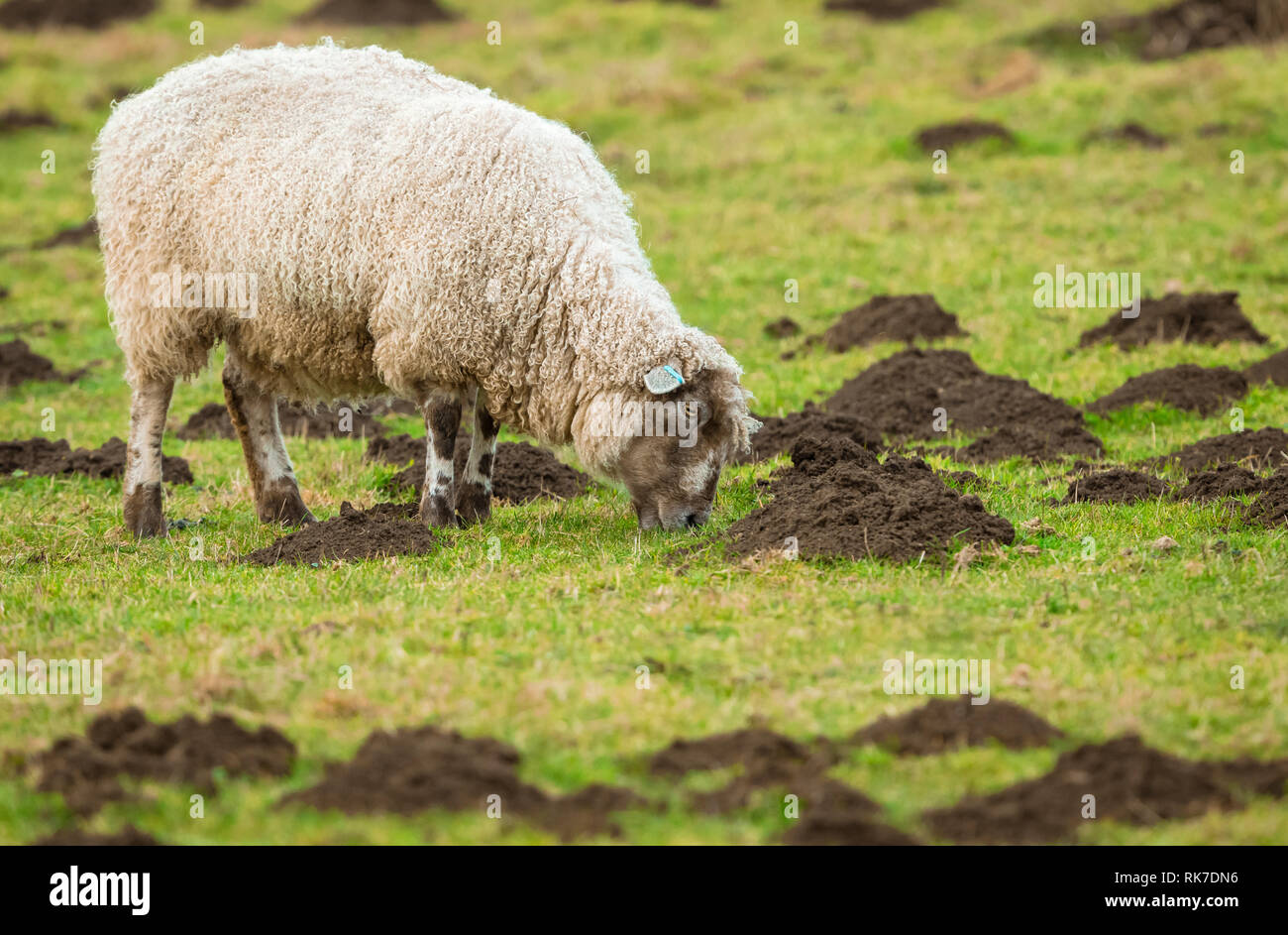 Sheep grazing in a meadow filled with molehills. Facing right. Moles ...