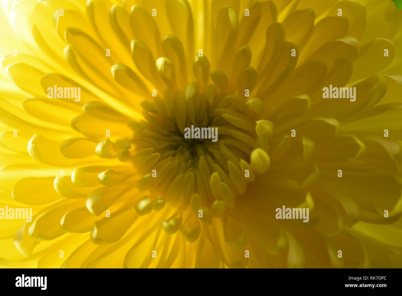 November birth flower hi-res stock photography and images - Alamy
