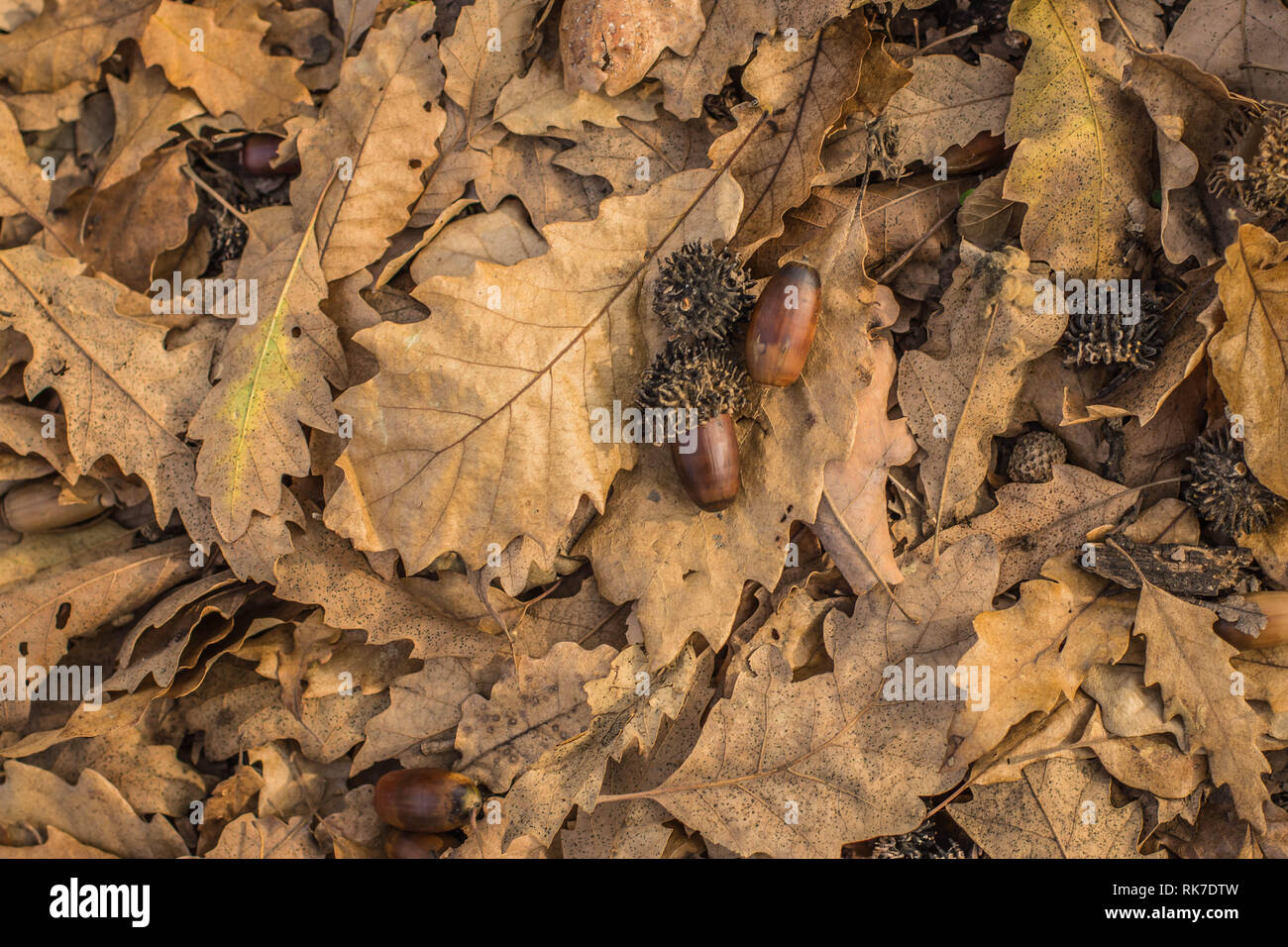 Acorns and fallen leaves of turkish oak -latin name Quercus cerris ...