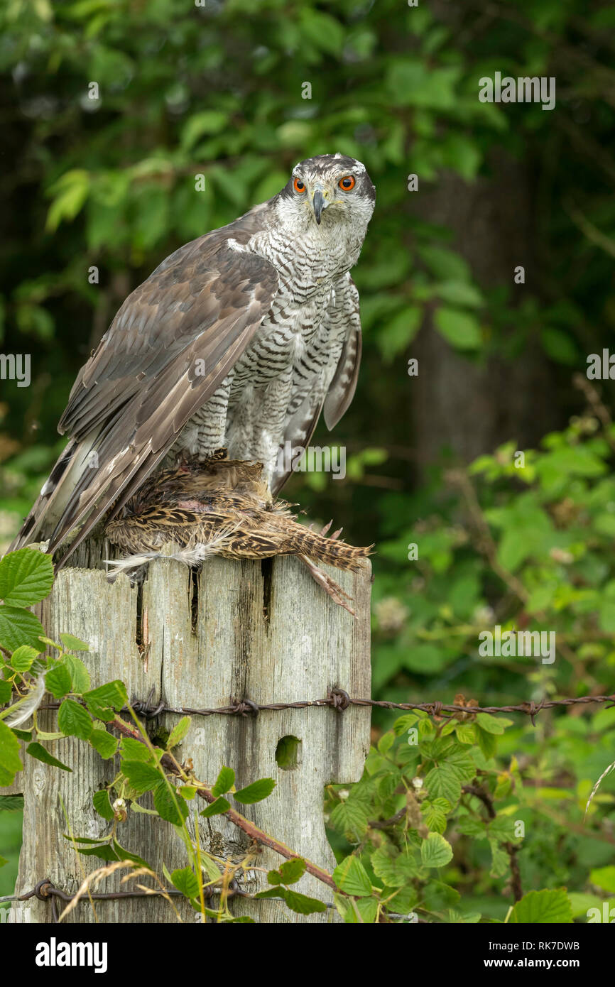 Female goshawk hi-res stock photography and images - Alamy