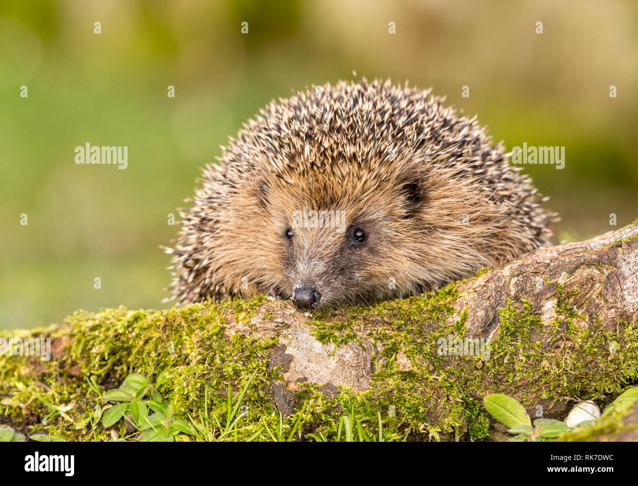 Log habitat hi-res stock photography and images - Alamy