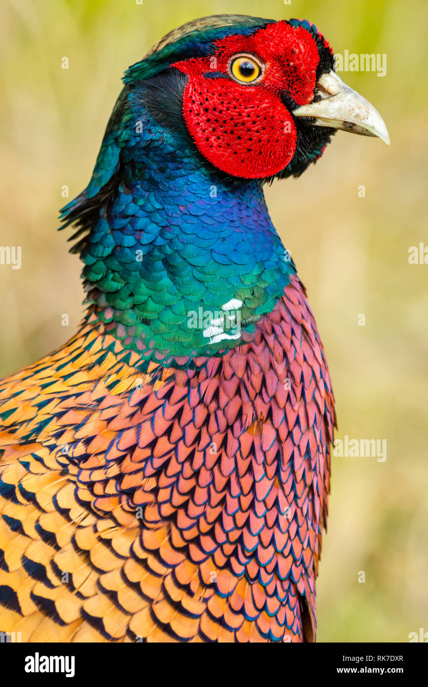 Pheasant, close up of head and shoulders of colourful, ring necked male ...