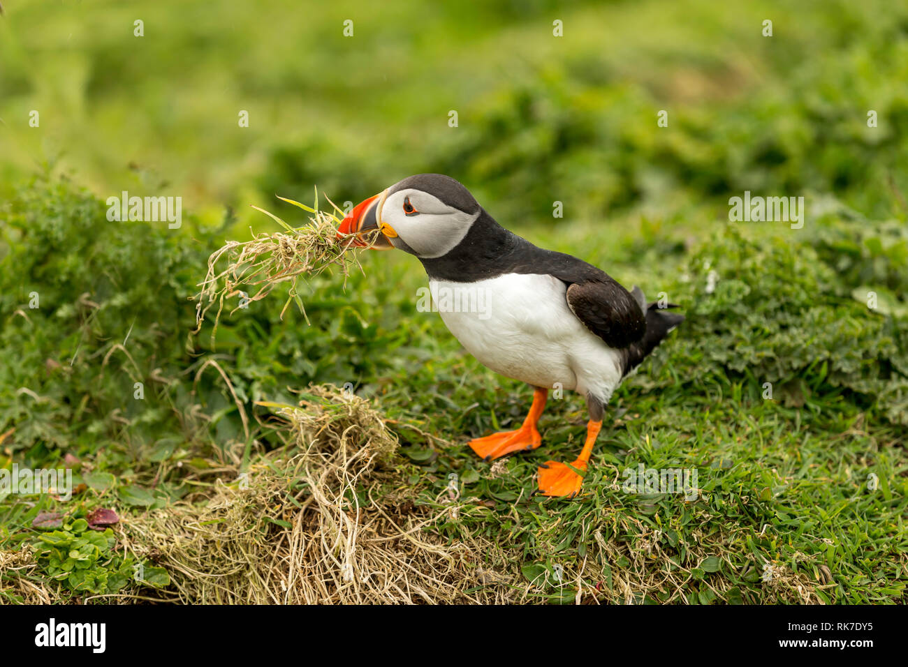 Rabbit holes uk hi-res stock photography and images - Alamy