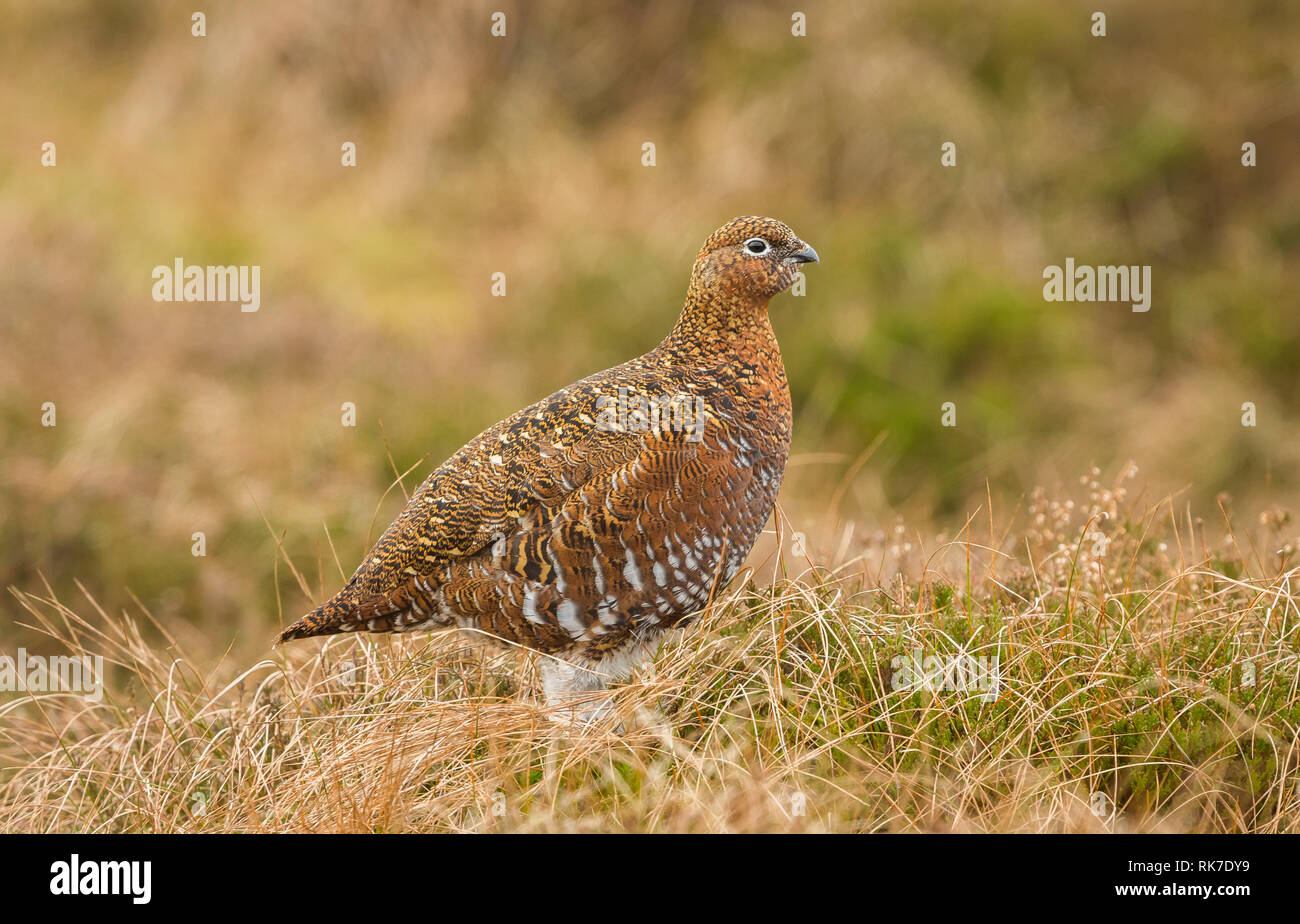 Red Grouse hen (Lagopus lagpus) Female game bird stood in natural ...