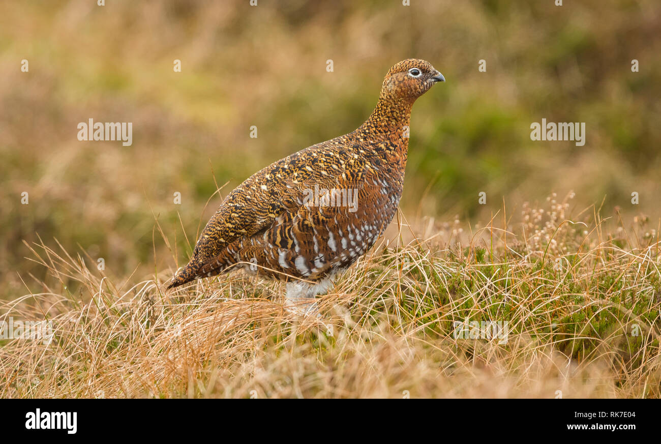 Lagpus hi-res stock photography and images - Alamy