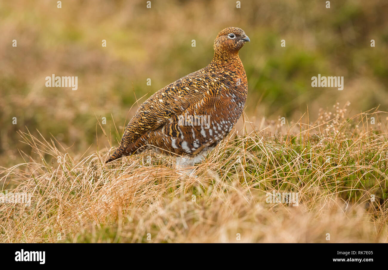 Lagpus hi-res stock photography and images - Alamy
