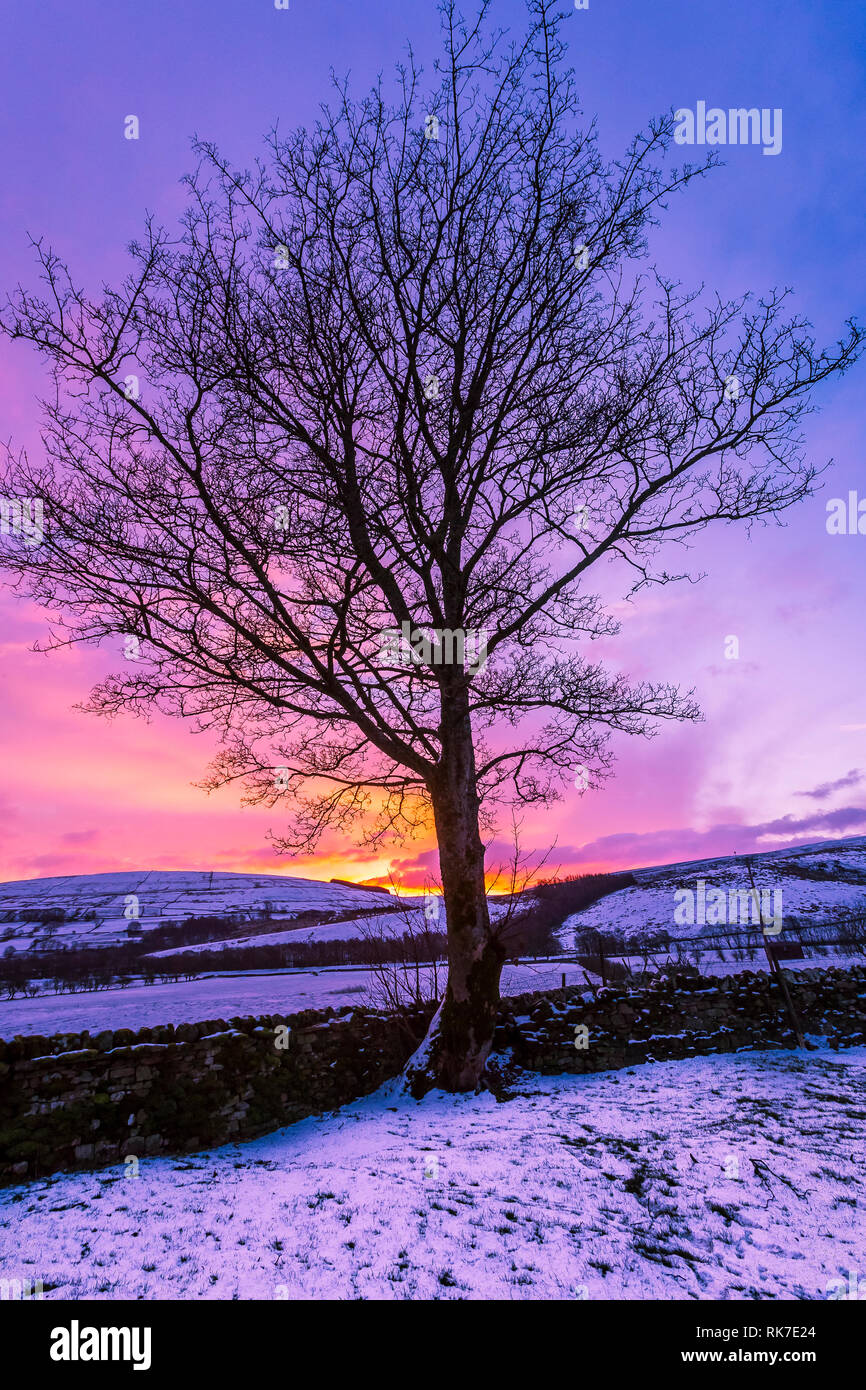 Silhouette sycamore tree hi-res stock photography and images - Alamy