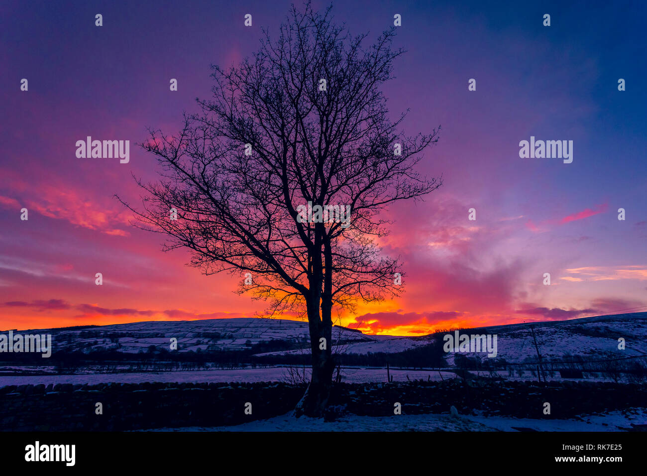 Silhouette sycamore tree hi-res stock photography and images - Alamy