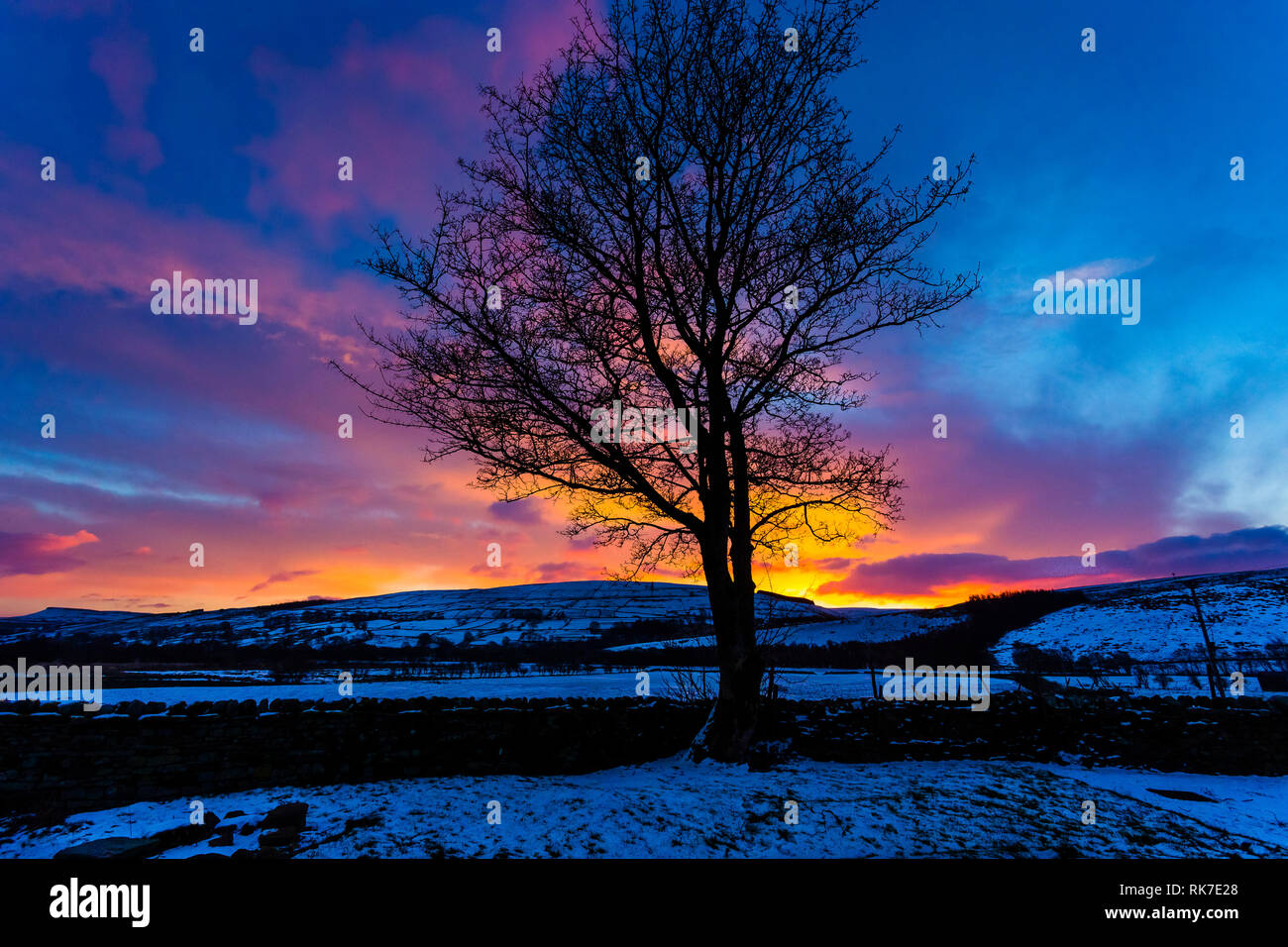 Silhouette sycamore tree hi-res stock photography and images - Alamy