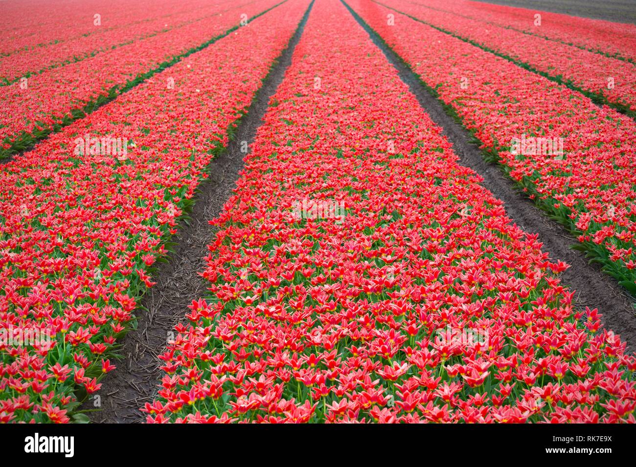 famous Dutch flower fields during flowering - rows of red tulips ...