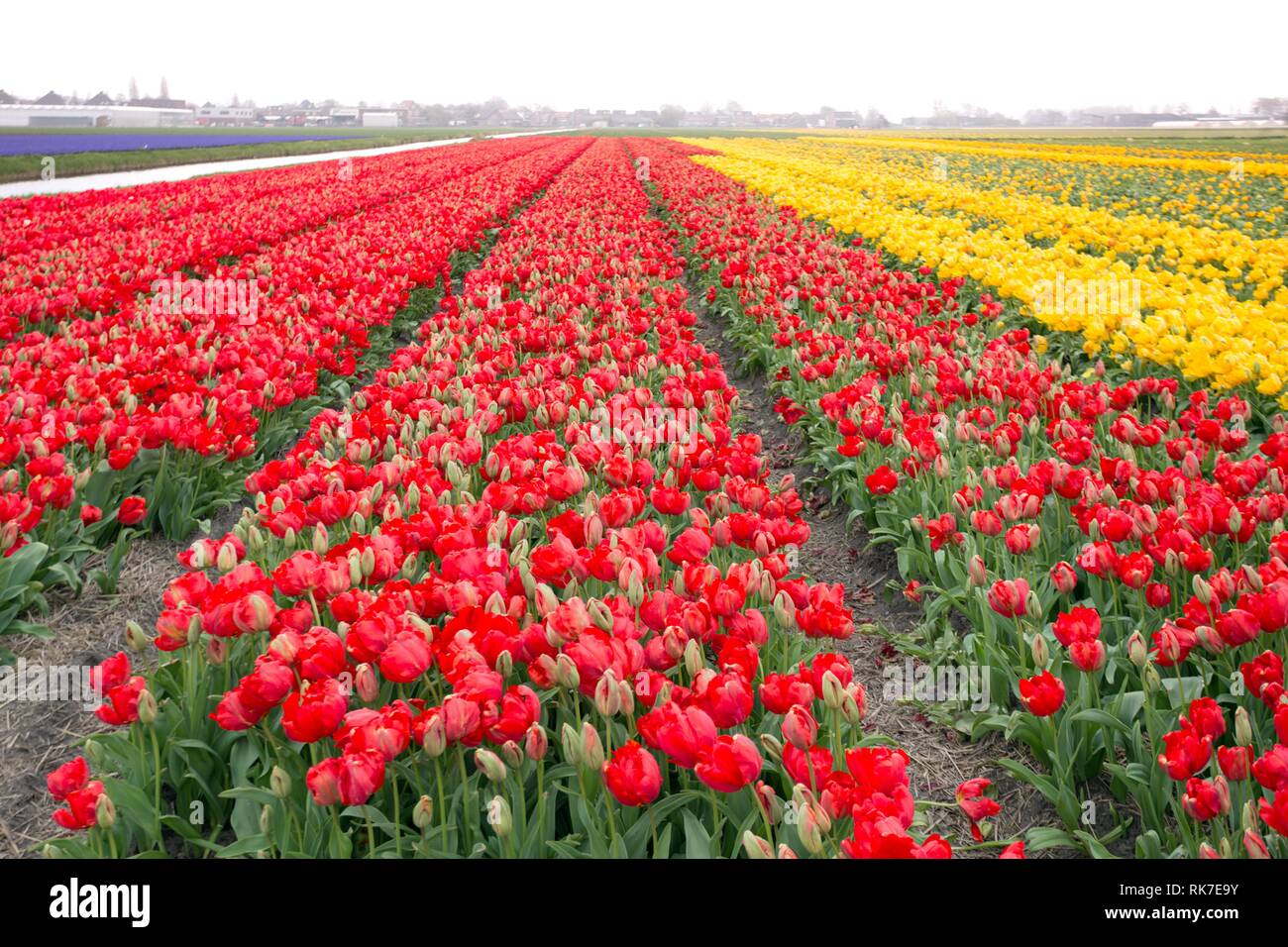 famous Dutch flower fields during flowering - rows of red and yellow ...