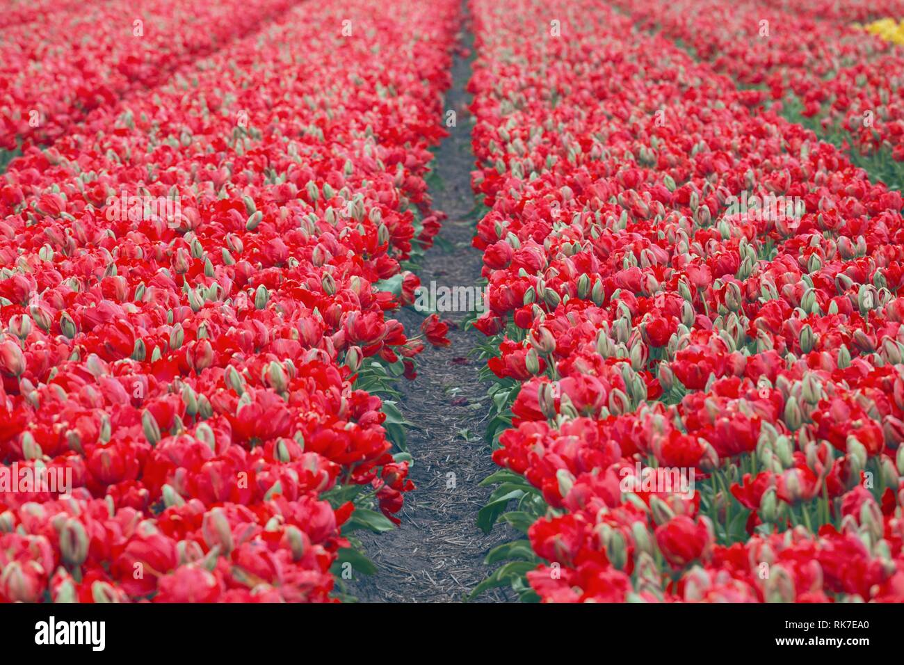 famous Dutch flower fields during flowering - rows of red tulips ...