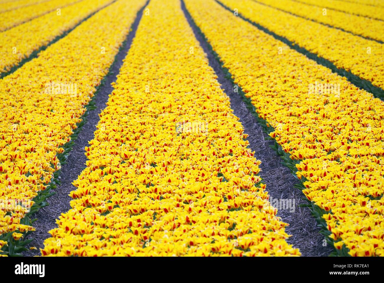 famous Dutch flower fields during flowering - rows of yellow tulips ...