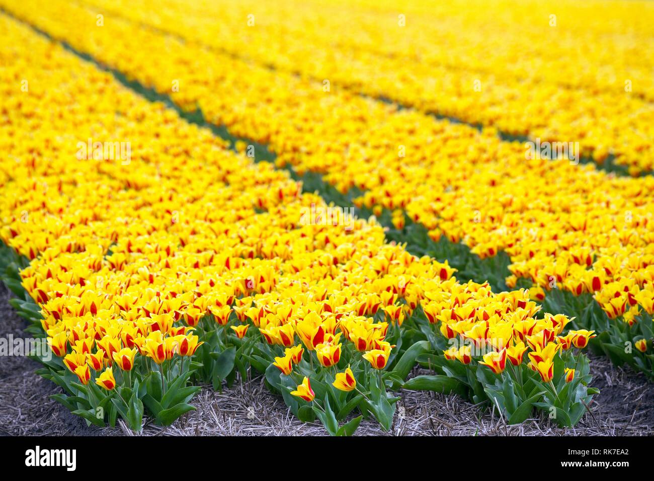 famous Dutch flower fields during flowering - rows of yellow tulips ...