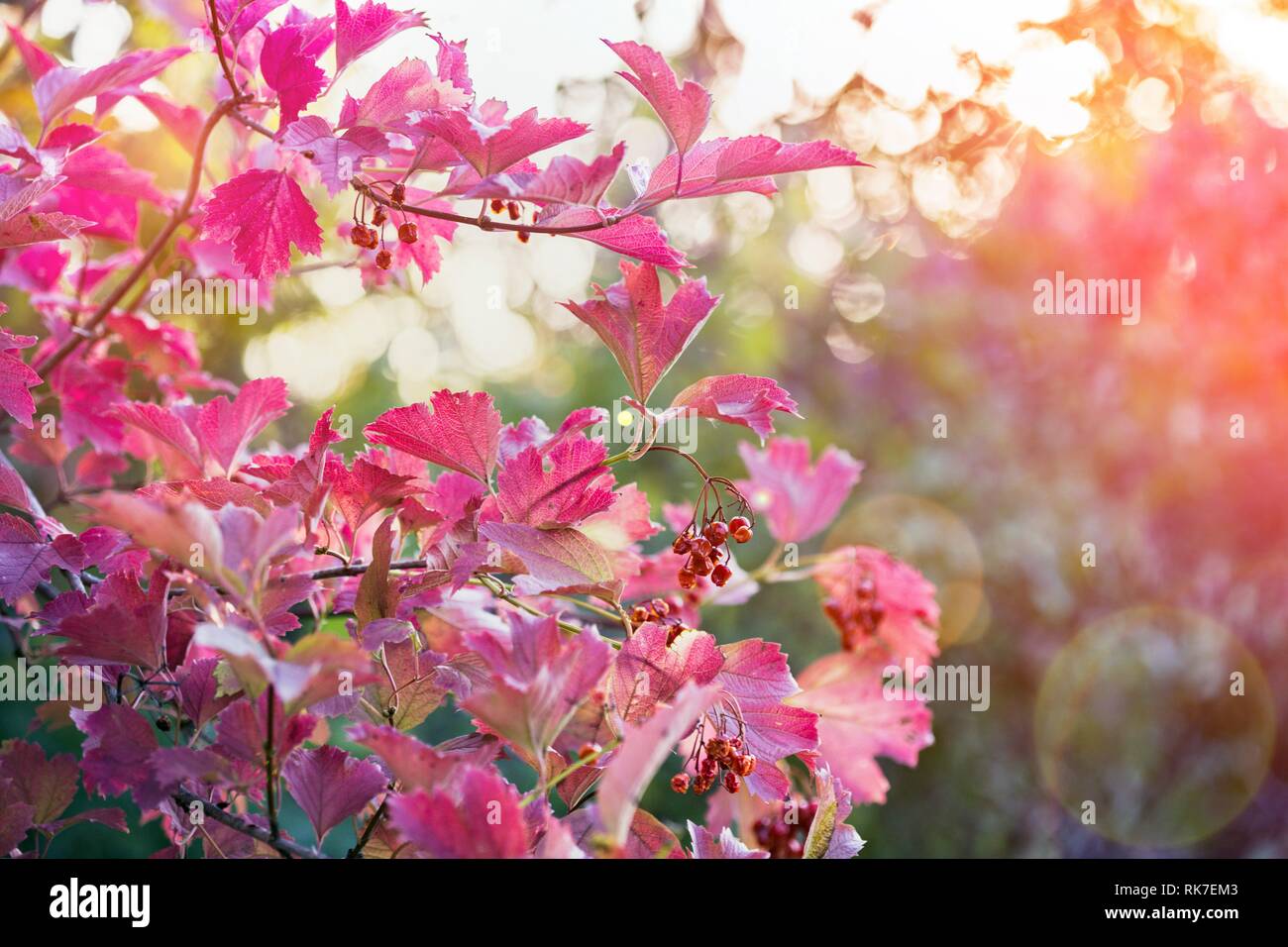 abstract pink autumn leaves background Stock Photo - Alamy