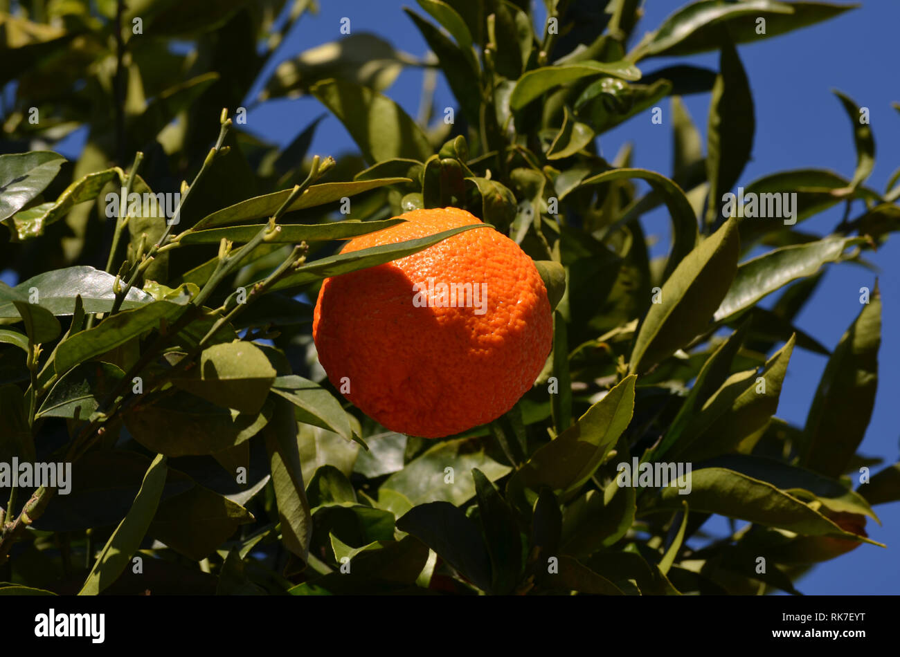 Oranges in the citrus fields in Riba-Roja de Túria, València, Spain ...