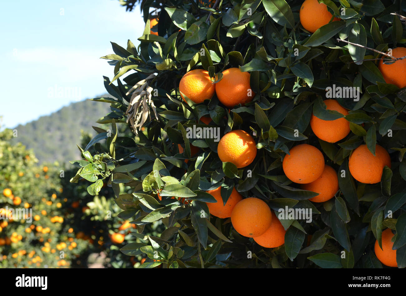Oranges in the citrus fields in Riba-Roja de Túria, València, Spain ...