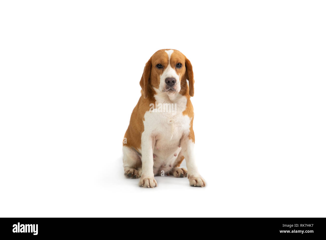 portrait of cute beagle sitting on the floor isolated on white ...