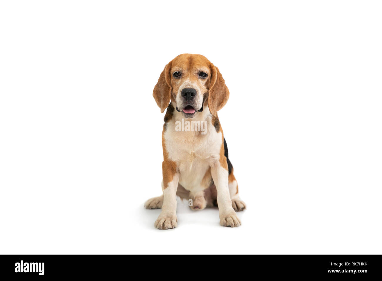 portrait of cute beagle sitting on the floor isolated on white ...