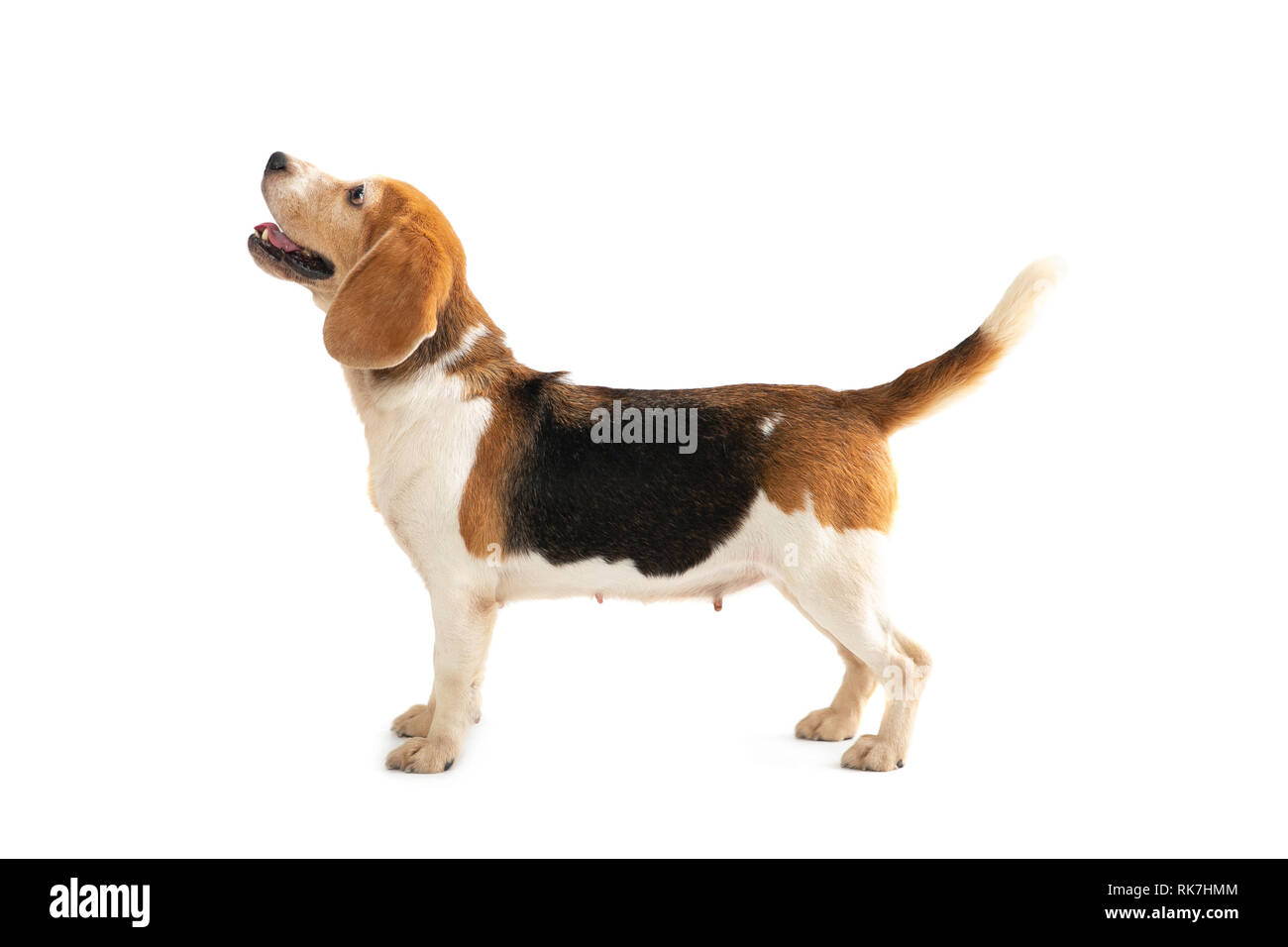 portrait of cute beagle looking above isolated on white background ...