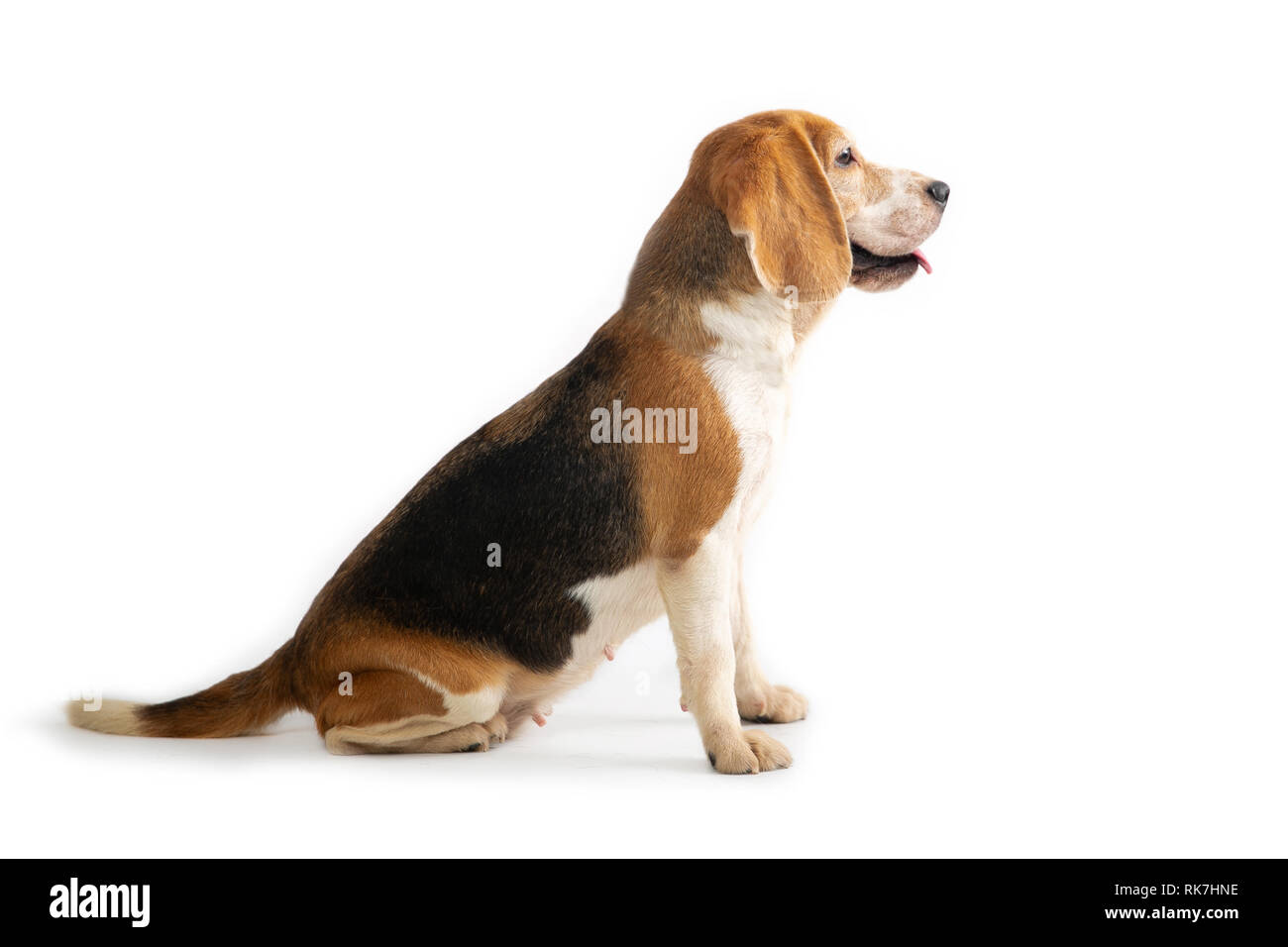 portrait of cute beagle sitting on the floor with tongue sticking out ...