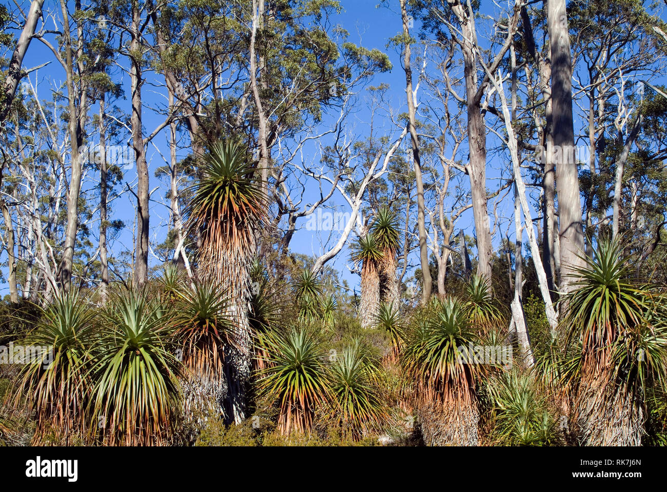 A pandani grove sits under a Eucalyptus forest in the Central Highlands ...