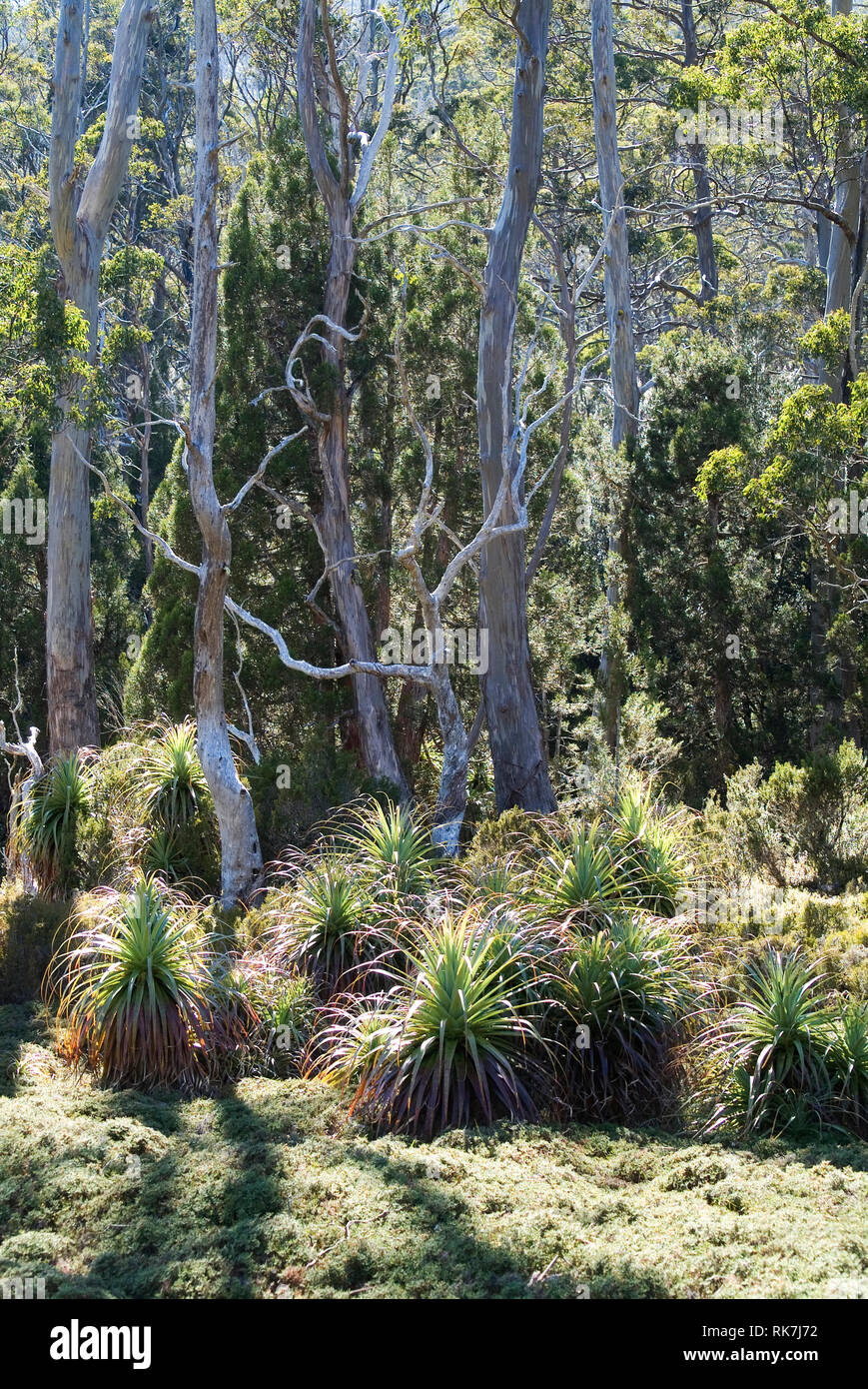 A pandani grove sits under a Eucalyptus forest in the Central Highlands ...