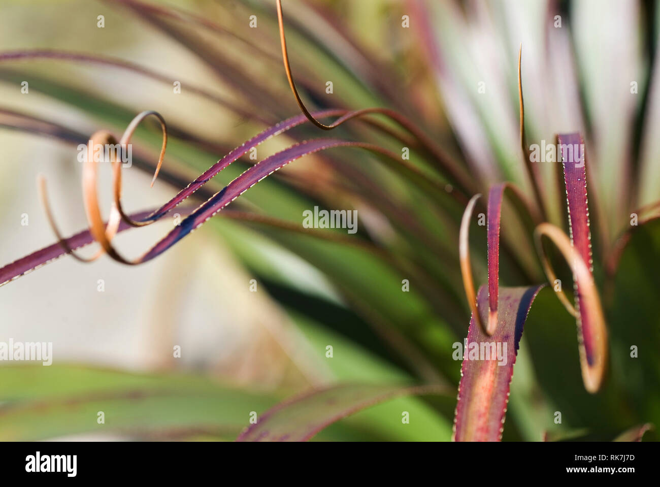 An immature pandani plant in Tasmania's Central Highlands, a World ...