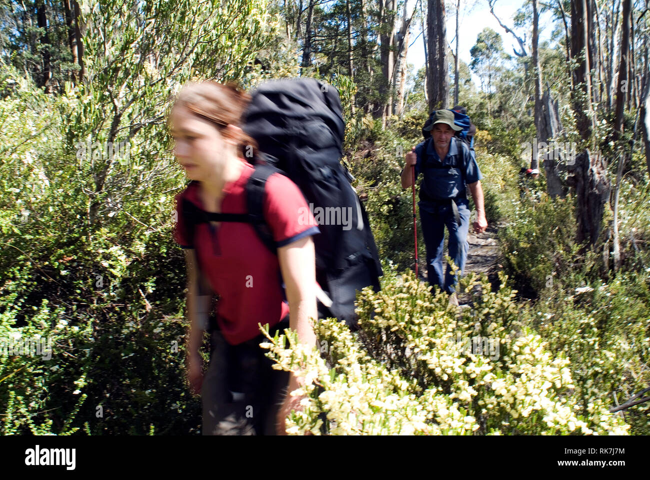 Cradle Mountain Huts guests walking through a flowering eucalypt forest ...