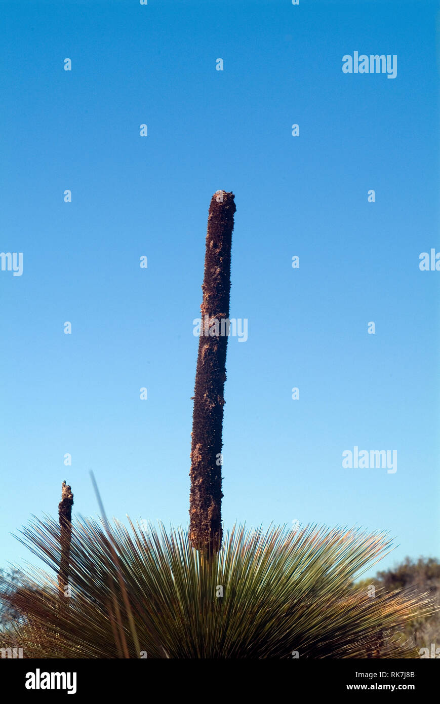 Balga hi-res stock photography and images - Alamy