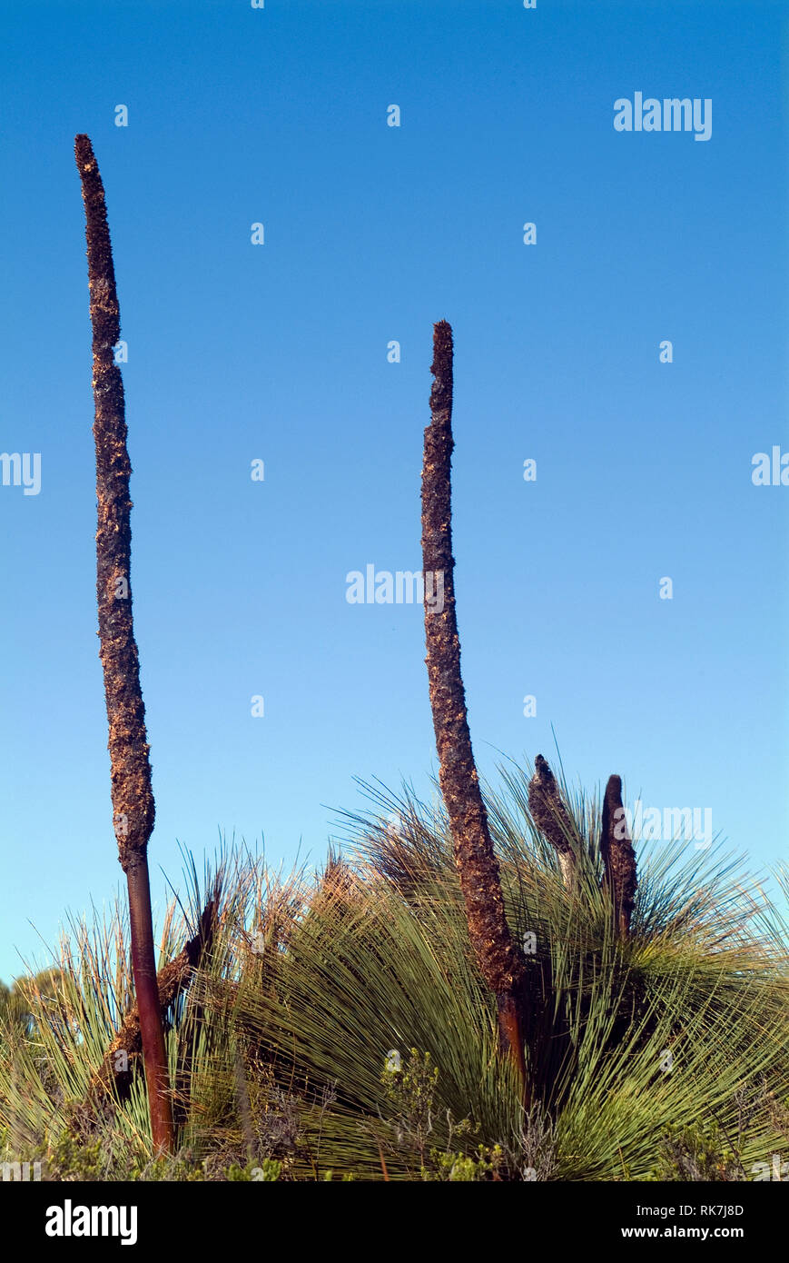 Balga hi-res stock photography and images - Alamy