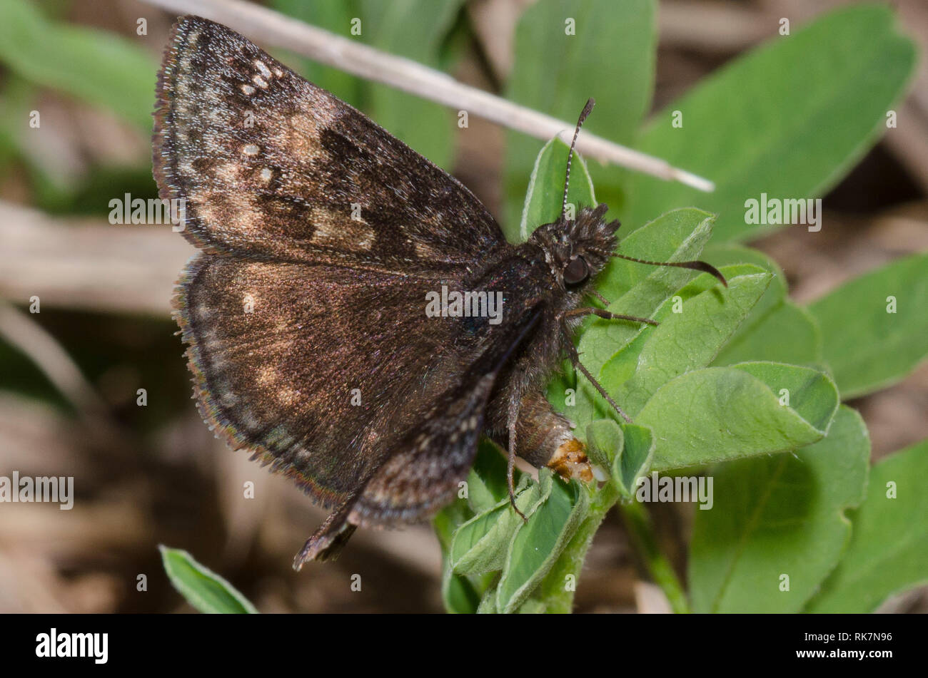 Wild Indigo Duskywing, Gesta baptisiae, female ovipositing on Crown ...