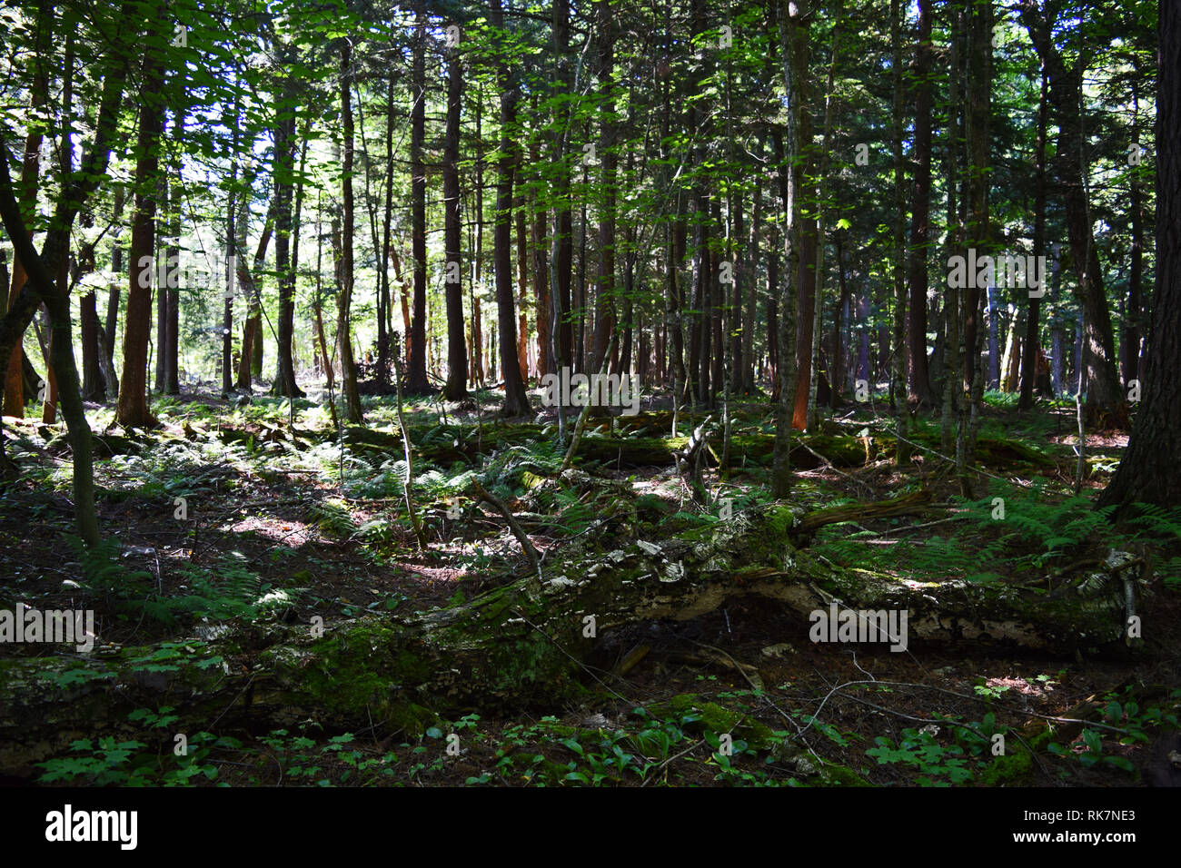 Sapling forest up hi-res stock photography and images - Alamy