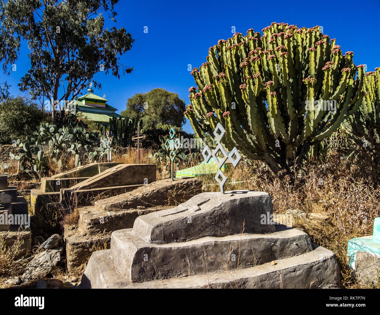 Candelabra tree cactus euphorbia in hi-res stock photography and images ...
