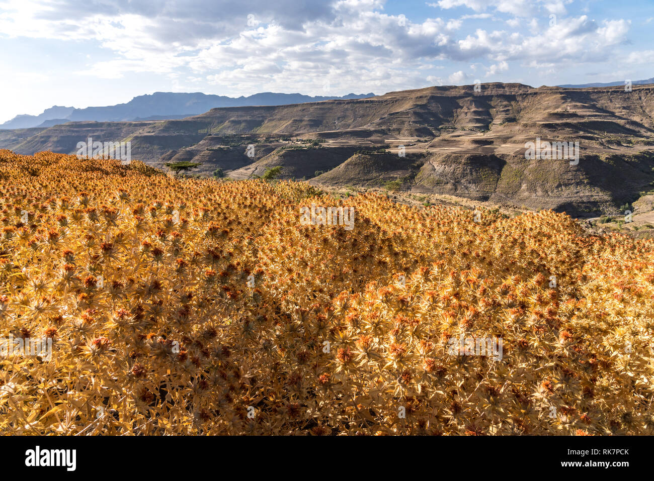 Saflor flower field between in Tigray, Northern Ethiopia, Africa Stock ...