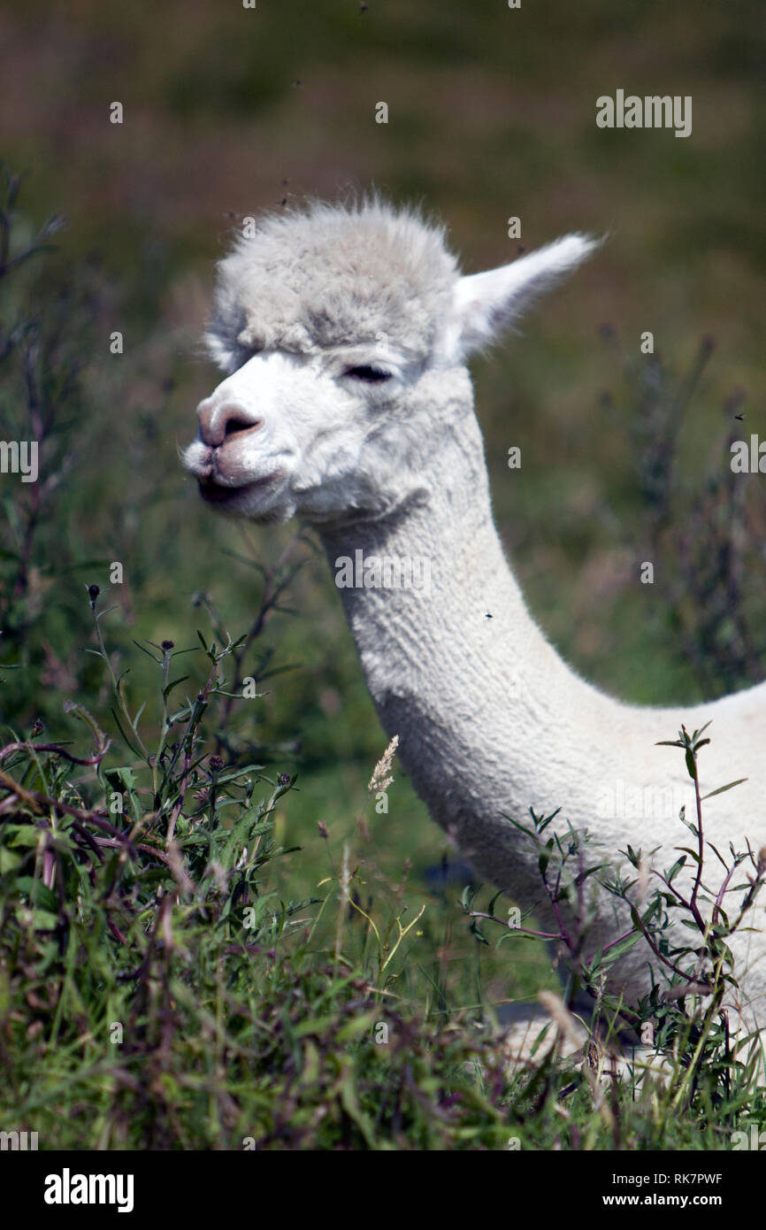 Black hall farm hi-res stock photography and images - Alamy