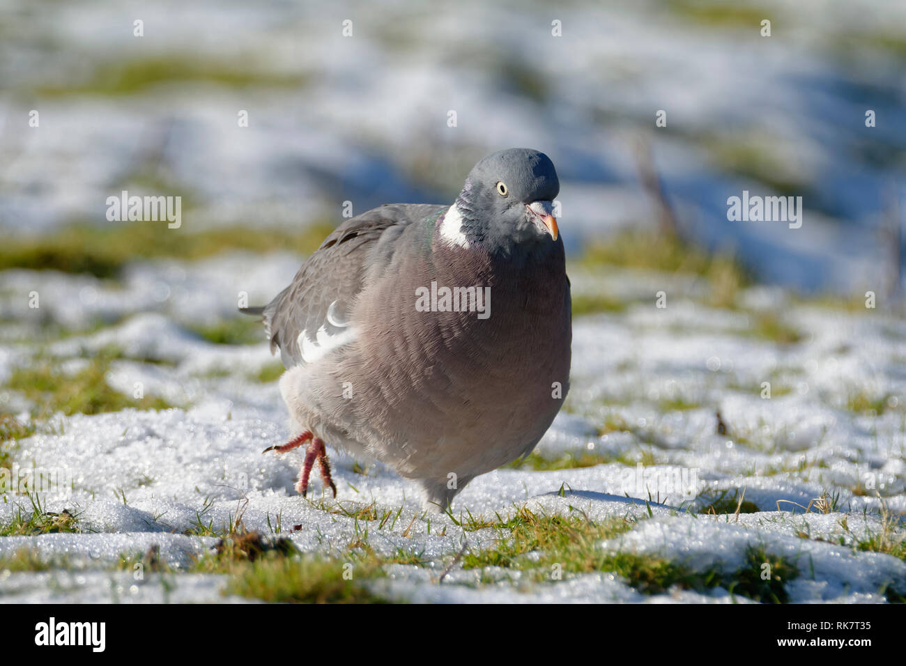 Snow white dove hi-res stock photography and images - Alamy