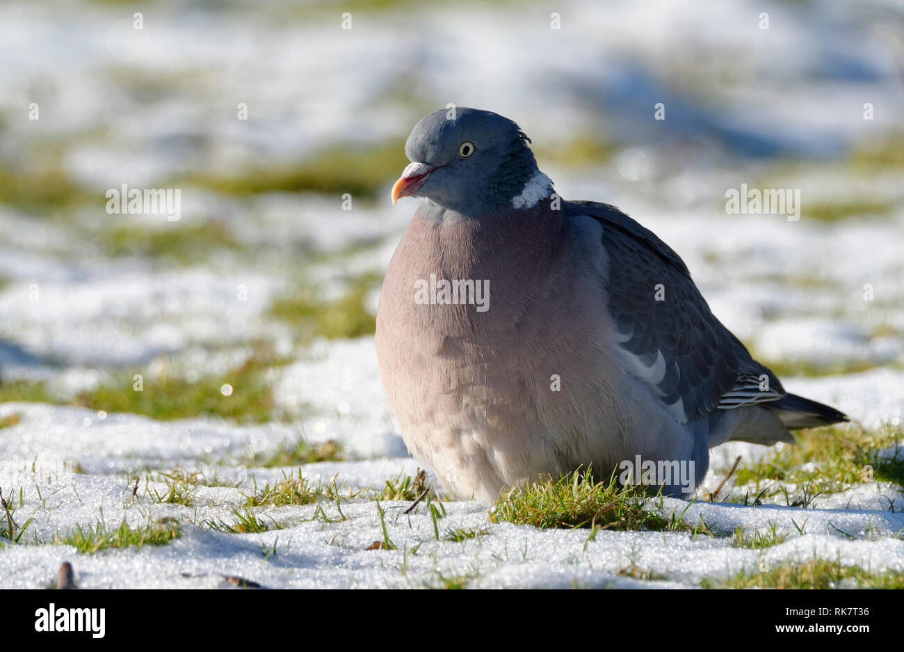 Snow white pigeon hi-res stock photography and images - Alamy