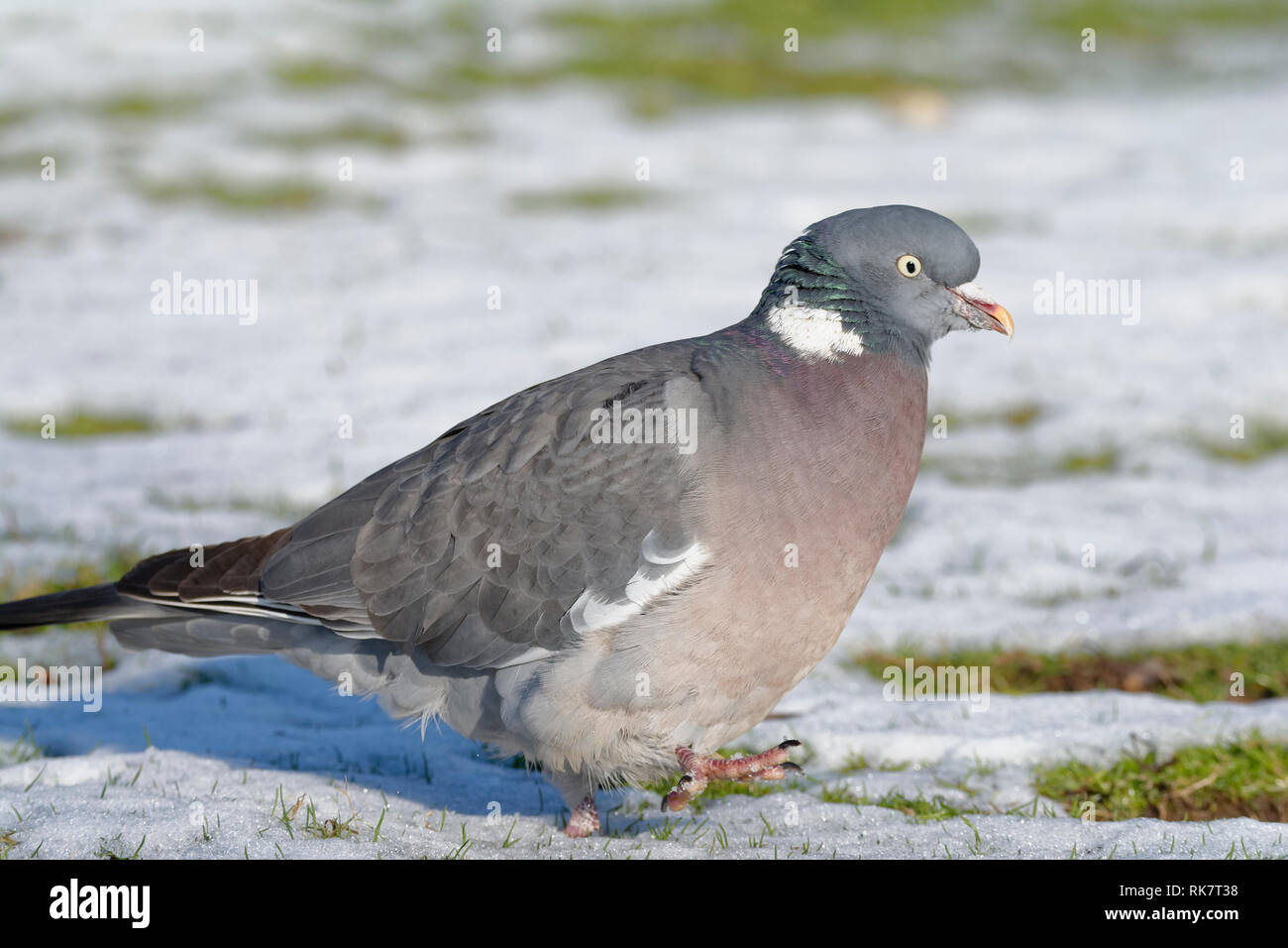 Snow white dove hi-res stock photography and images - Alamy