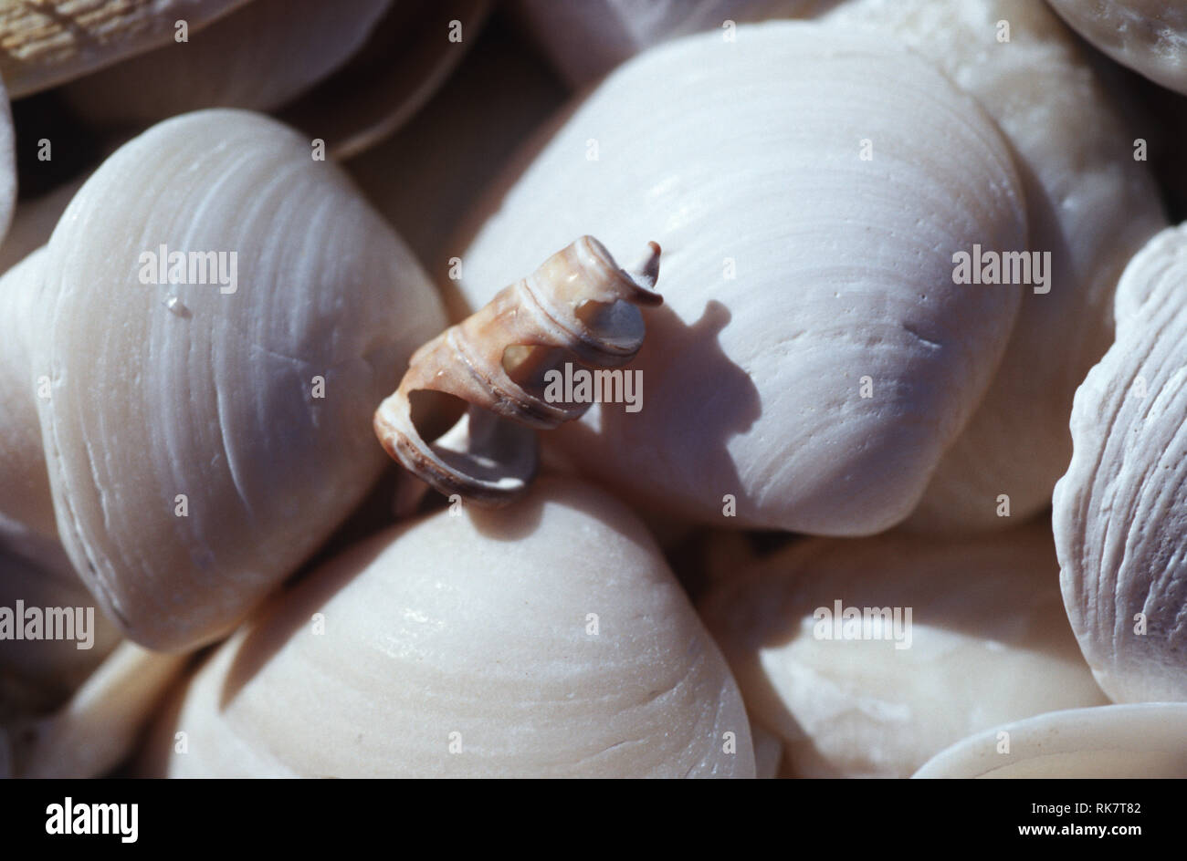 Caption: Mt William National park, Tasmania, Australia - Jan 2003. Clam ...