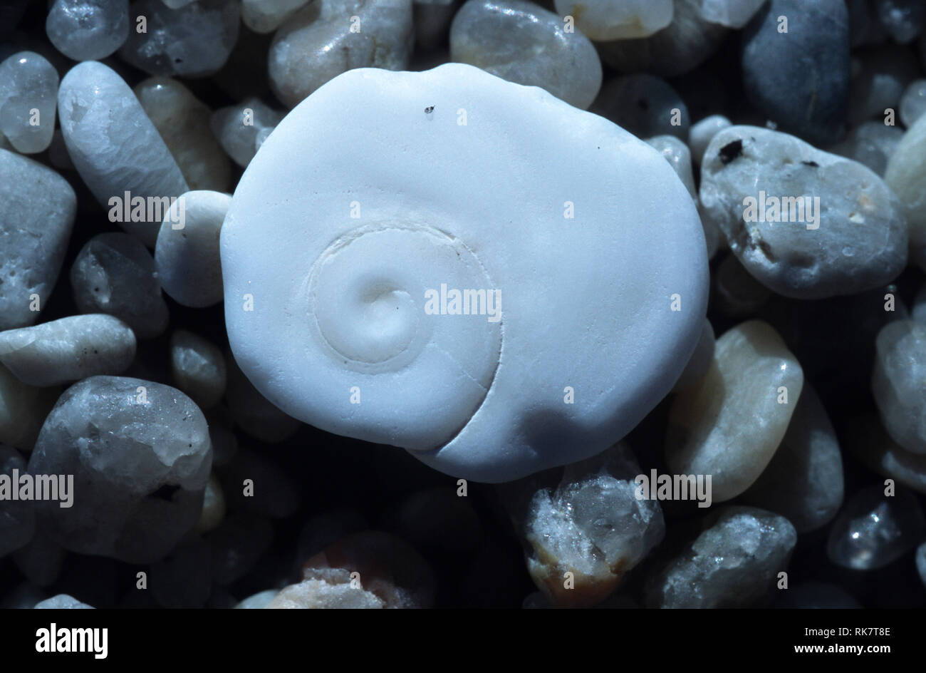 A fossilised fish indented onto a shell in far north eastern Tasmania ...