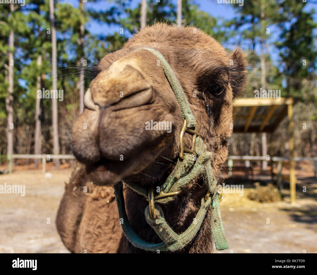 A dromedary camera poses for the camera at an exotic wildlife rescue ...