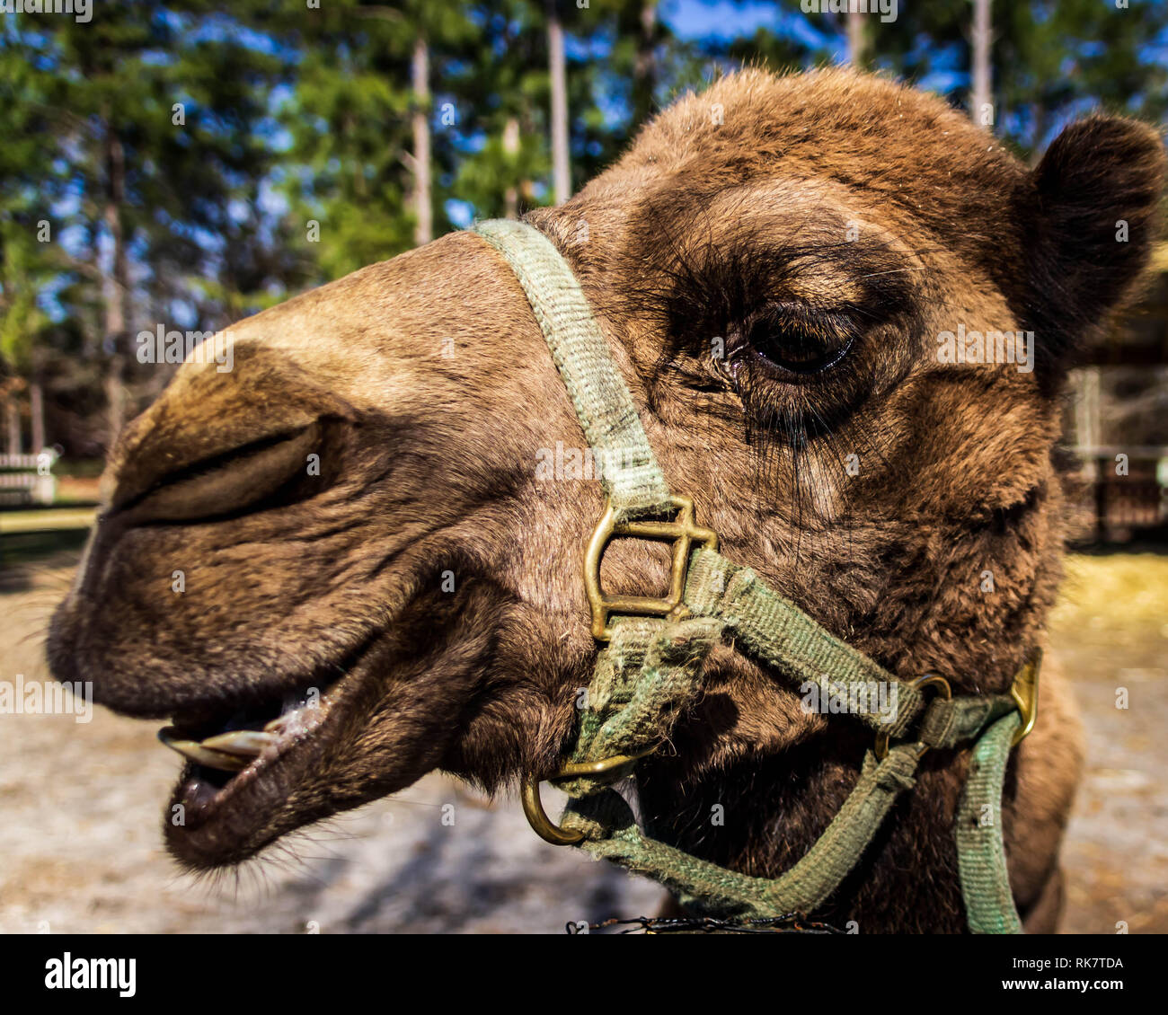 Rehabilitation zoo hi-res stock photography and images - Alamy