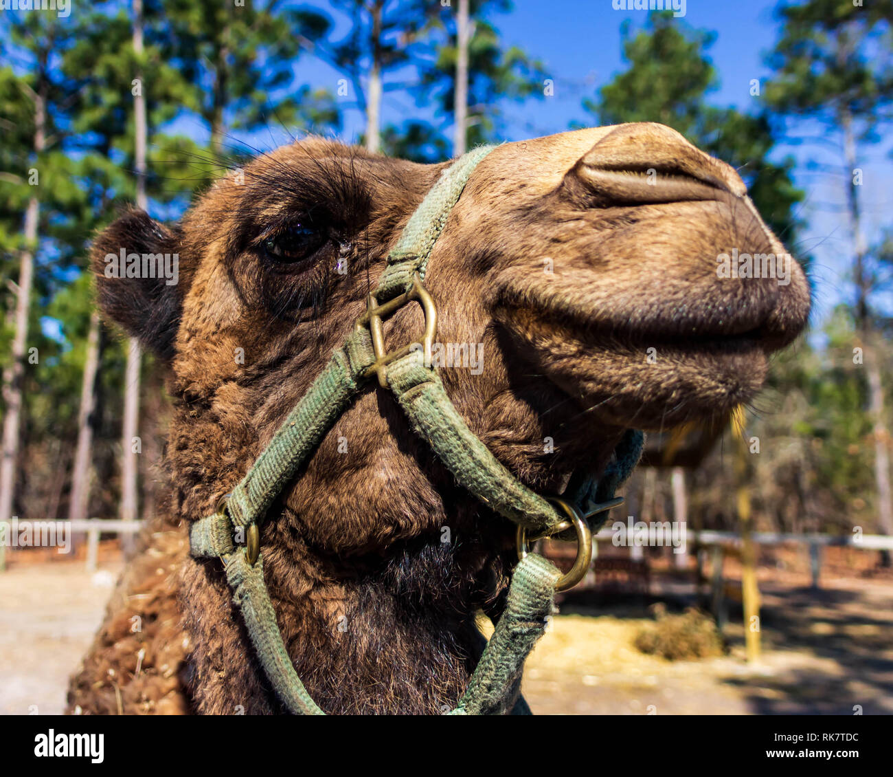 Wildlife rehabilitation north america hi-res stock photography and ...