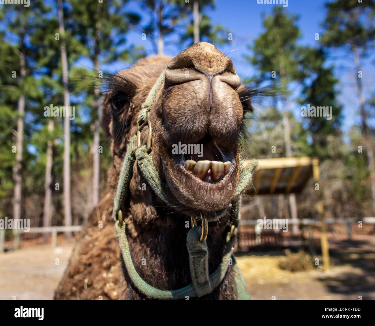 A dromedary camera poses for the camera at an exotic wildlife rescue ...