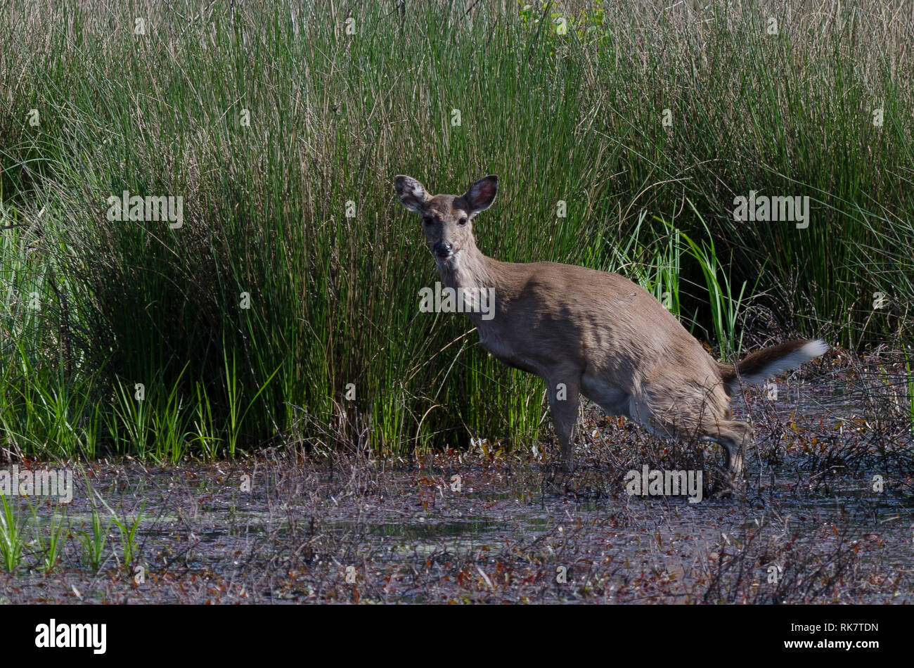 White-tailed Deer, Odocoileus virginianus, doe urinating Stock Photo ...