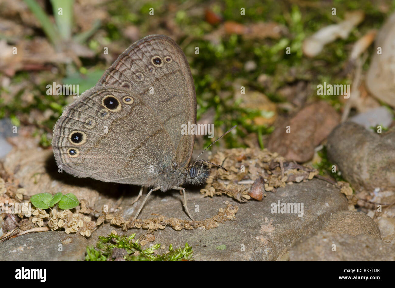 Satyr butterfly hi-res stock photography and images - Alamy